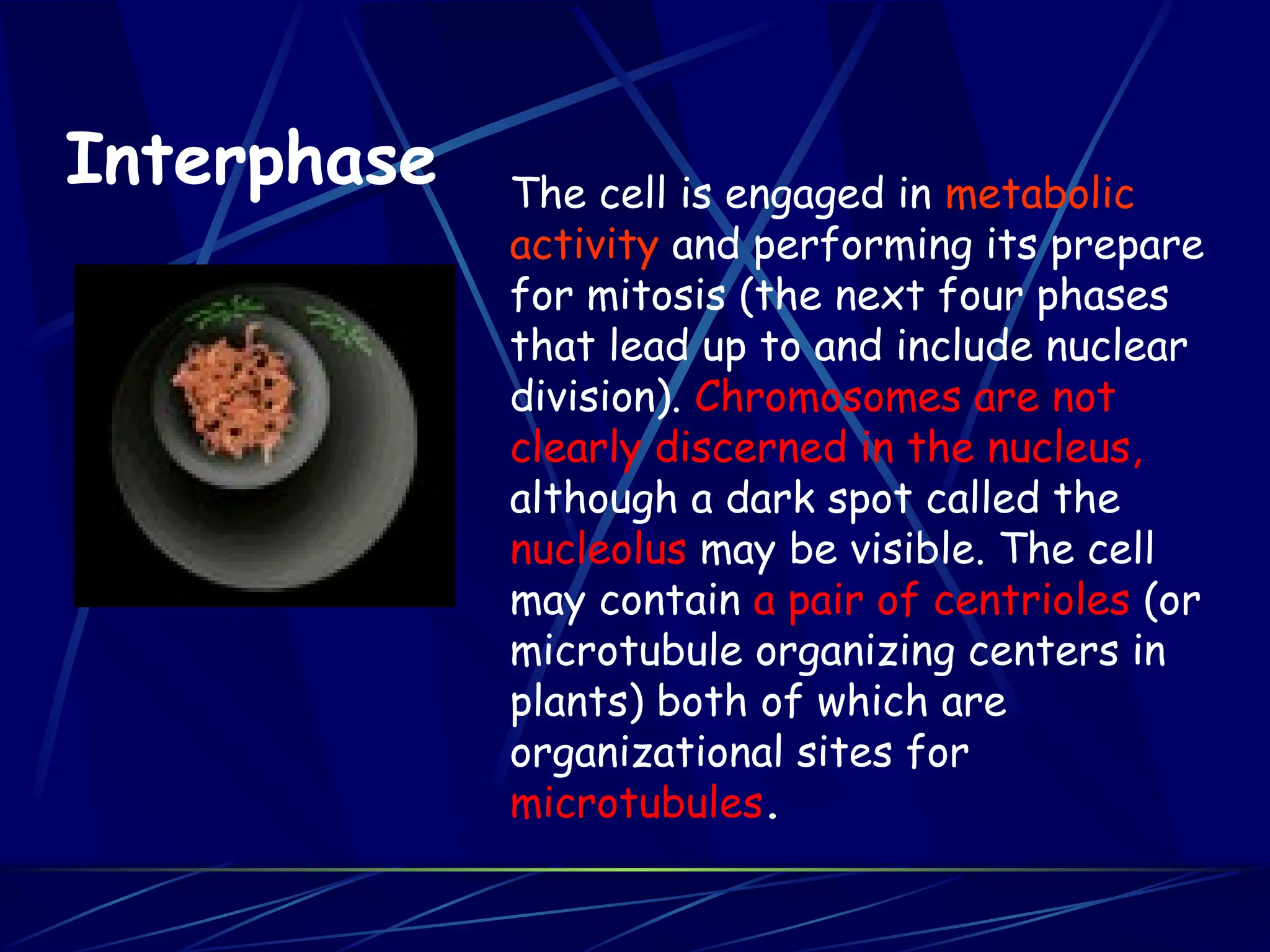 CELL CYCLE- THE CELL DIVISION, PHASES OF MITOSIS AND MEIOSISMITOSIS | PPT