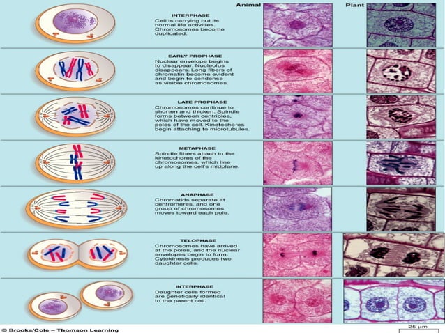 CELL CYCLE- THE CELL DIVISION, PHASES OF MITOSIS AND MEIOSISMITOSIS | PPT