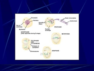 CELL CYCLE- THE CELL DIVISION, PHASES OF MITOSIS AND MEIOSISMITOSIS | PPT