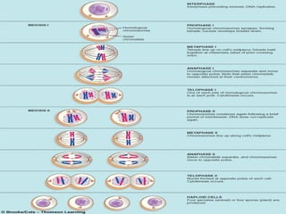 CELL CYCLE- THE CELL DIVISION, PHASES OF MITOSIS AND MEIOSISMITOSIS | PPT