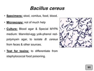 Bacillus spp. (Practical Medical Microbiology, 12) | PDF