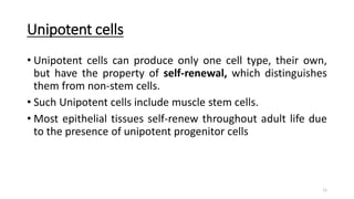 L12-Stem Cell and pluripotent stem cells | PPT