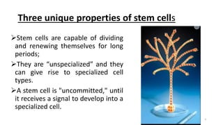 L12-Stem Cell and pluripotent stem cells | PPT