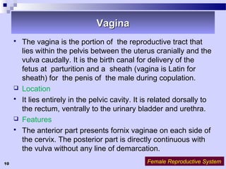 Female Reproductive System | PPT