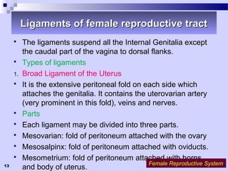 Female Reproductive System | PPT