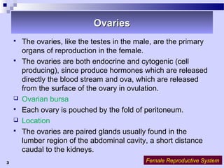 Female Reproductive System | PPT