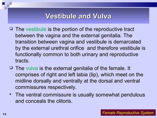 Vestibule Female Reproductive System