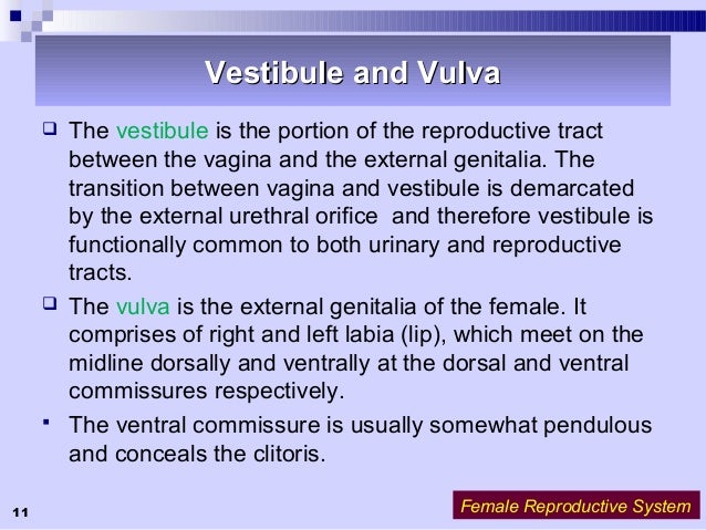 Vestibule Female Reproductive System