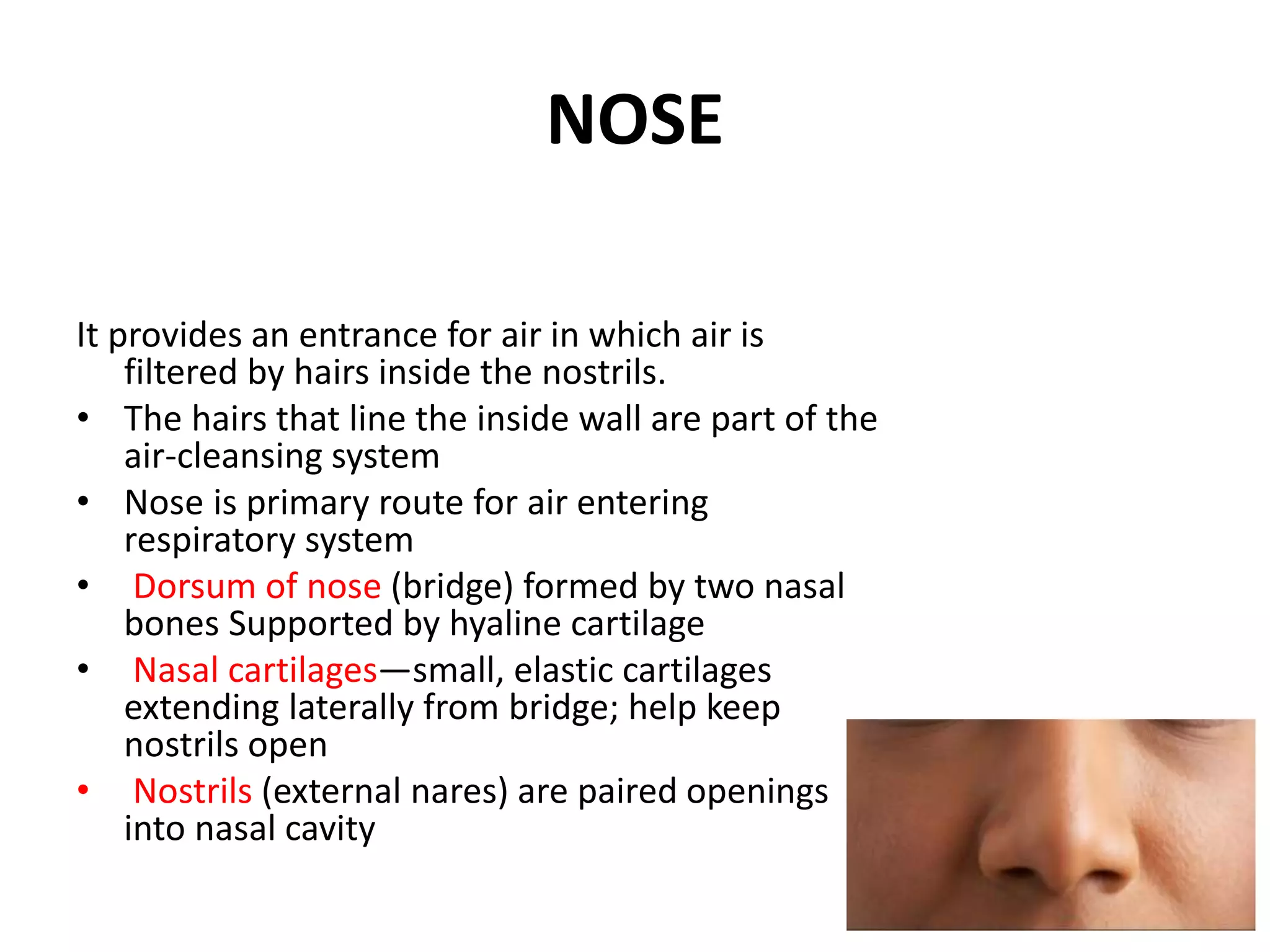 L12__Respiratory_system_anatomy[1].pptx