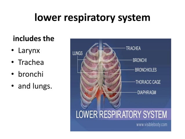 L12__Respiratory_system_anatomy[1].pptx