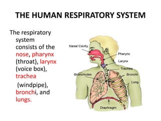 L12__Respiratory_system_anatomy[1].pptx