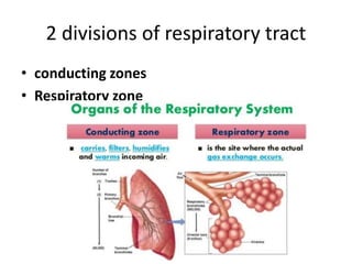 L12__Respiratory_system_anatomy[1].pptx
