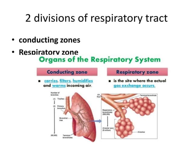 L12__Respiratory_system_anatomy[1].pptx