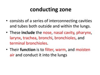 L12__Respiratory_system_anatomy[1].pptx