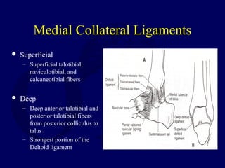 L13 ankle ligament injuries | PPT