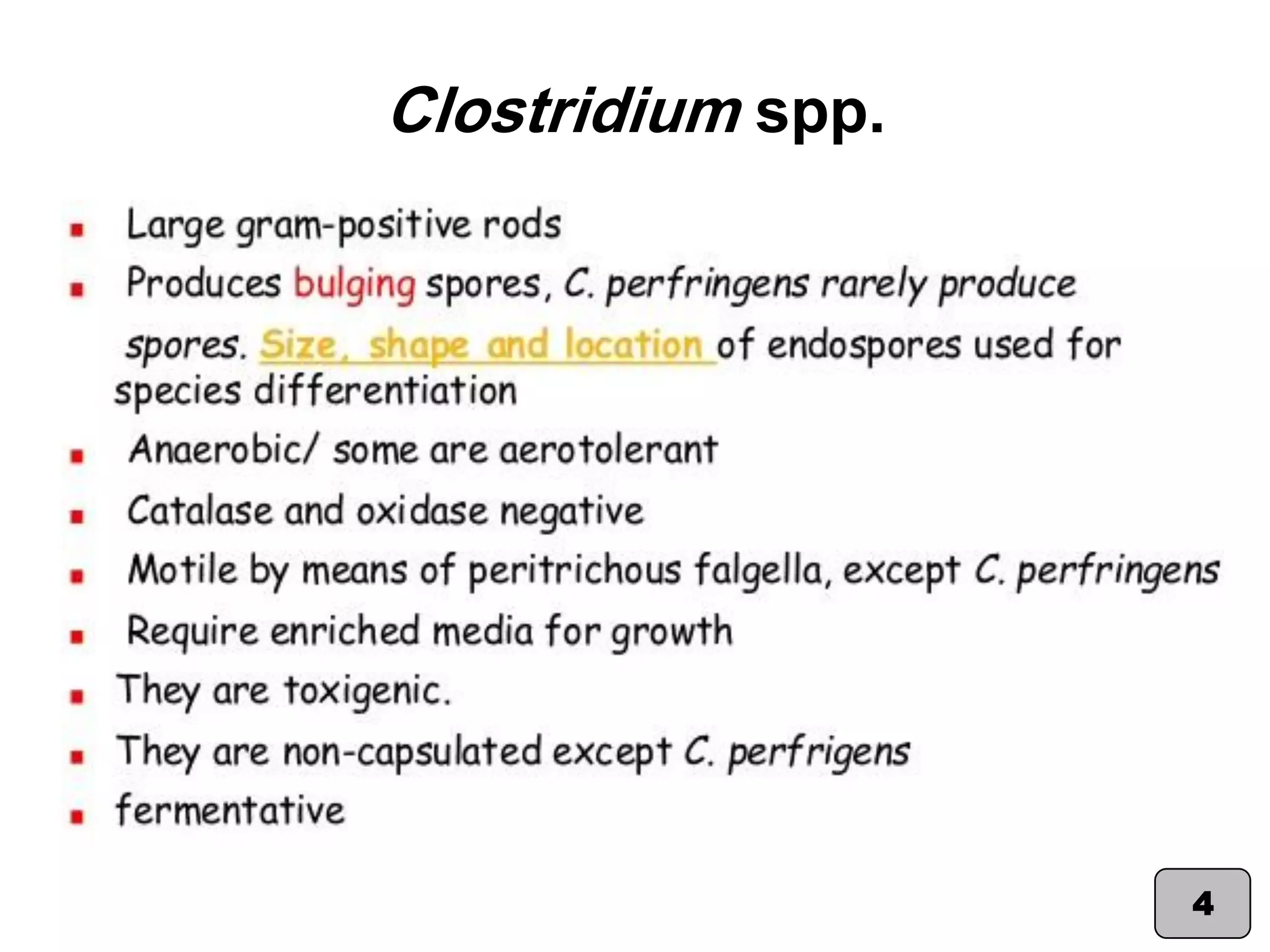 Clostridium spp. (Practical Medical Microbiology, 13) | PDF