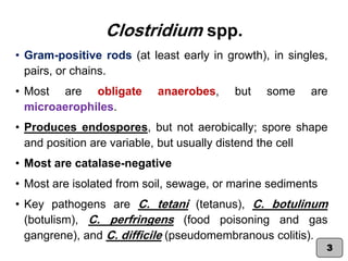 Clostridium spp. (Practical Medical Microbiology, 13) | PDF