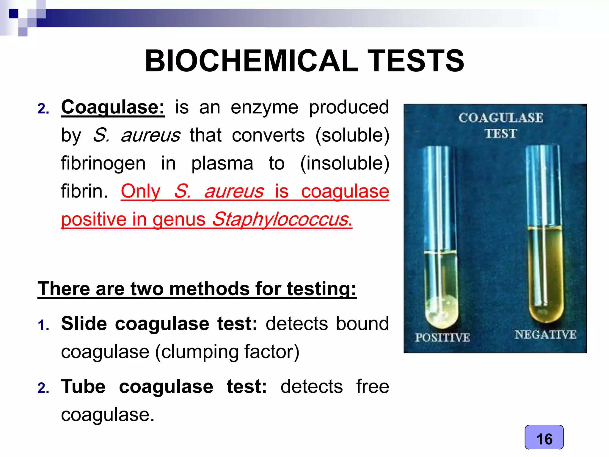 L13 medical microbiology laboratory (staphylococcus spp.) | PDF