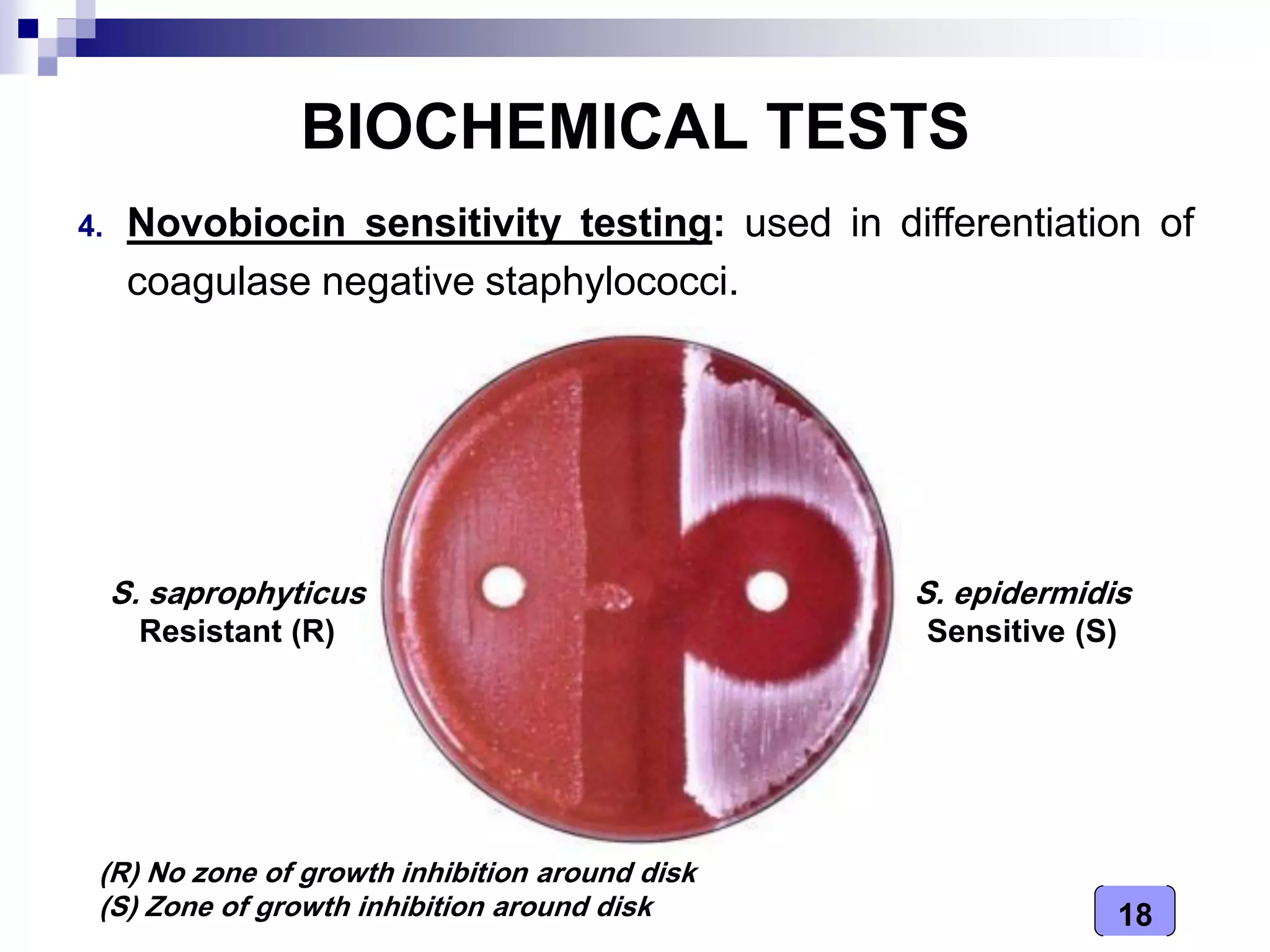 L13 medical microbiology laboratory (staphylococcus spp.) | PDF