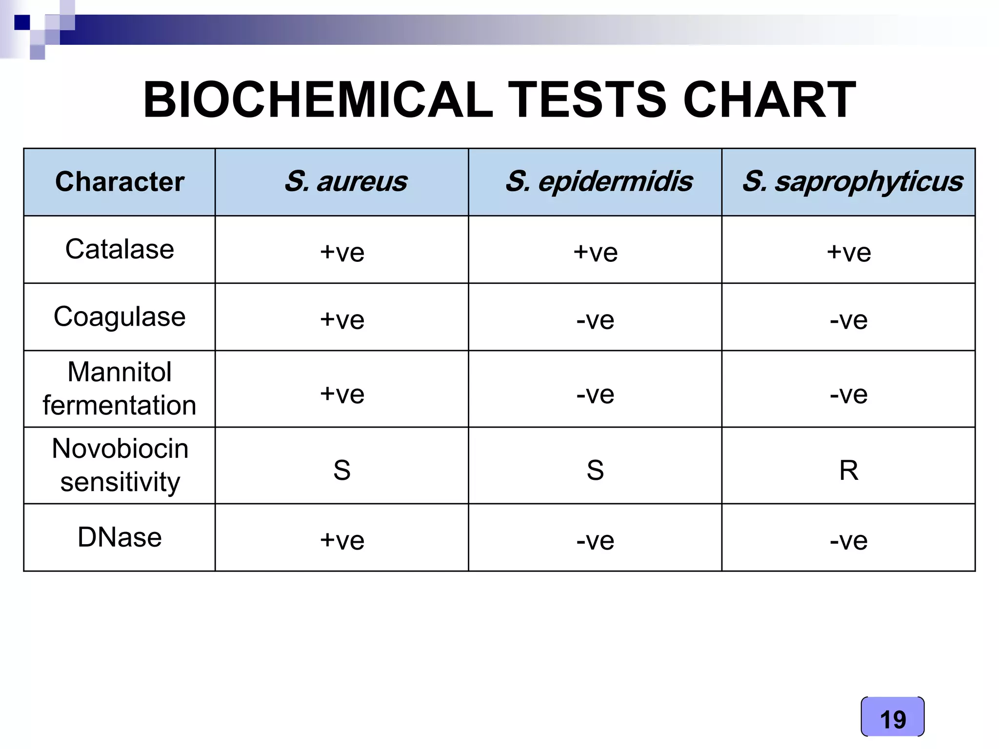 L13 medical microbiology laboratory (staphylococcus spp.) | PDF