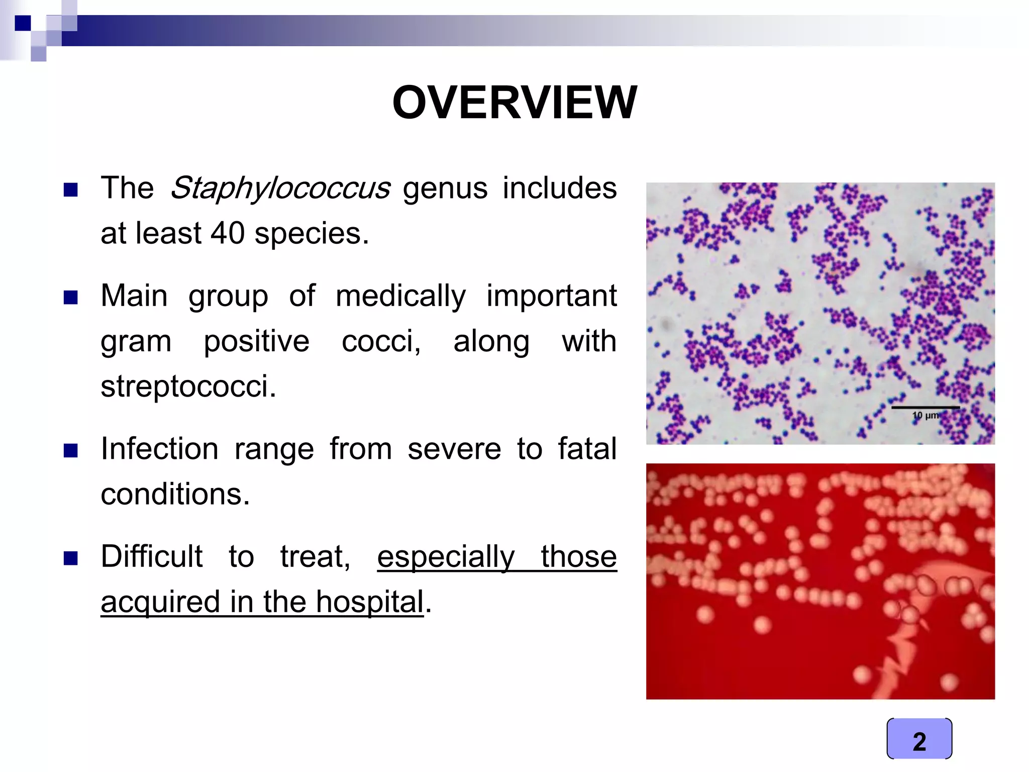 L13 medical microbiology laboratory (staphylococcus spp.) | PDF