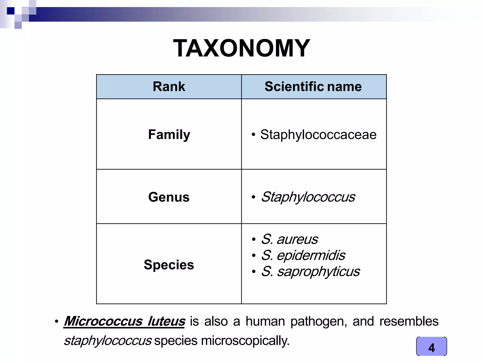 L13 medical microbiology laboratory (staphylococcus spp.) | PDF | Ear ...