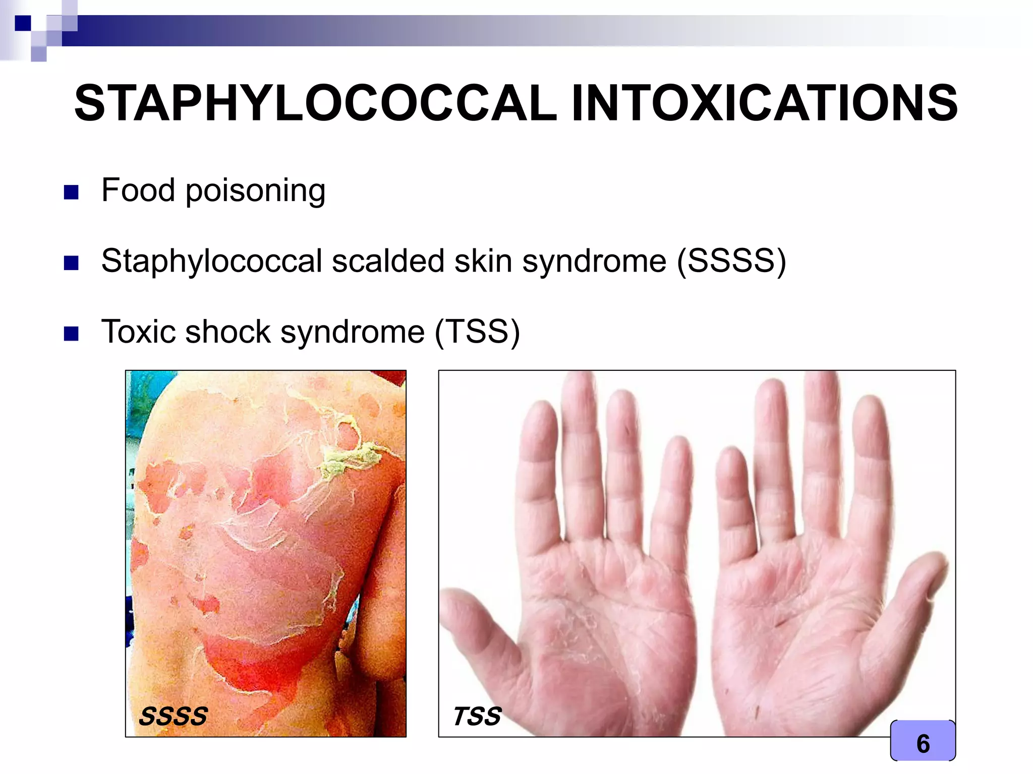 L13 medical microbiology laboratory (staphylococcus spp.) | PDF