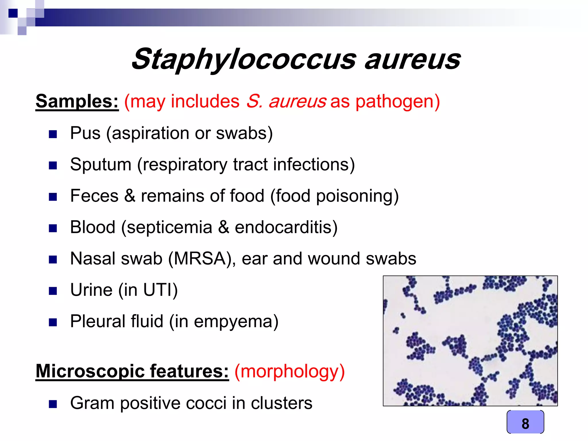 L13 medical microbiology laboratory (staphylococcus spp.) | PDF