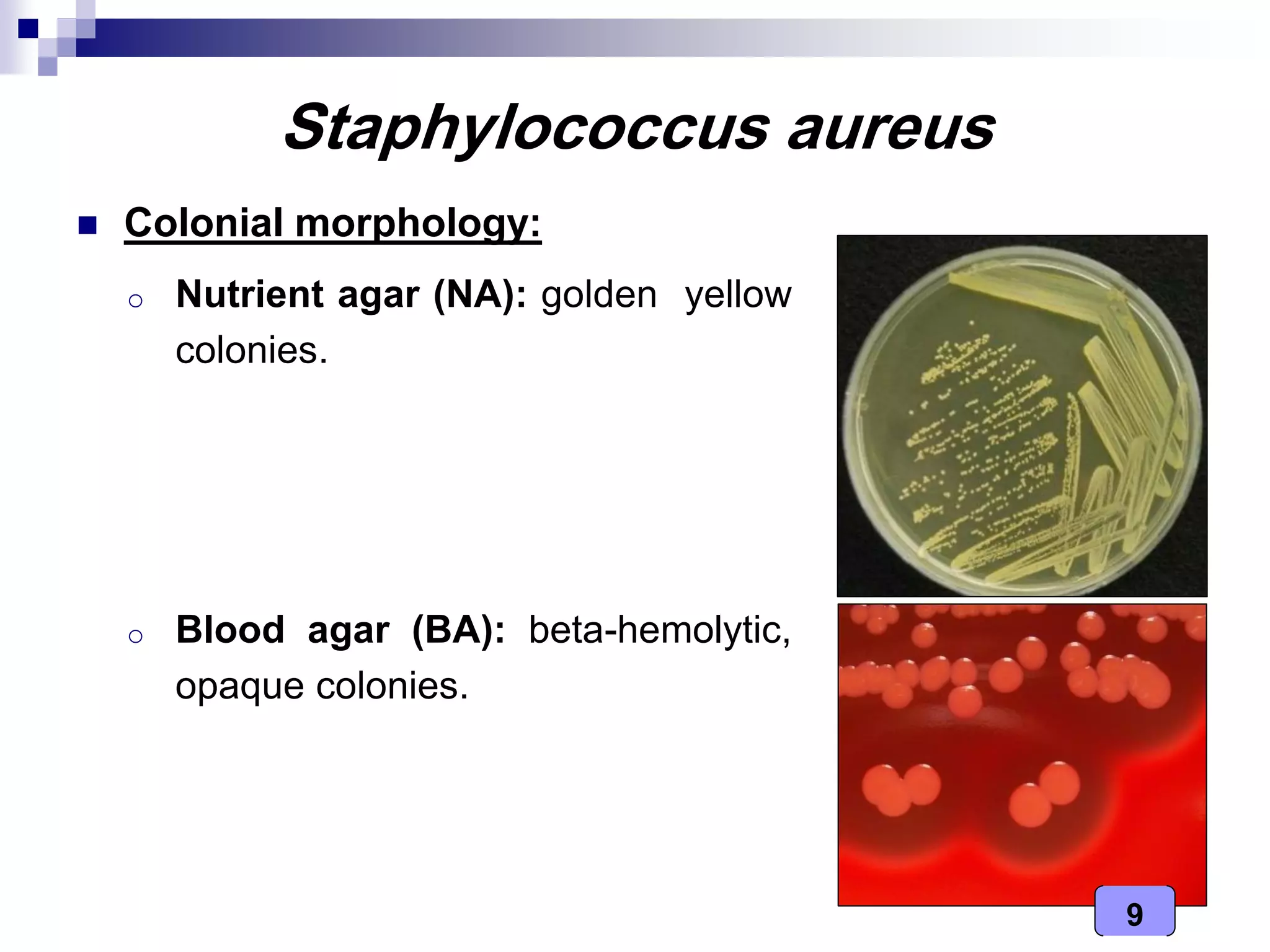 L13 medical microbiology laboratory (staphylococcus spp.) | PDF