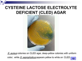 L13 medical microbiology laboratory (staphylococcus spp.) | PDF