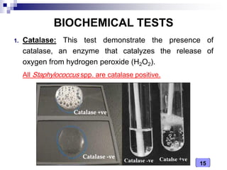 L13 medical microbiology laboratory (staphylococcus spp.) | PDF
