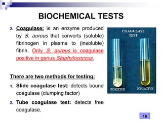 L13 medical microbiology laboratory (staphylococcus spp.) | PDF | Ear ...
