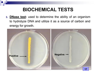 L13 medical microbiology laboratory (staphylococcus spp.) | PDF