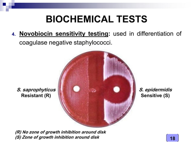 L13 medical microbiology laboratory (staphylococcus spp.) | PDF | Ear ...