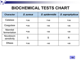 L13 medical microbiology laboratory (staphylococcus spp.) | PDF