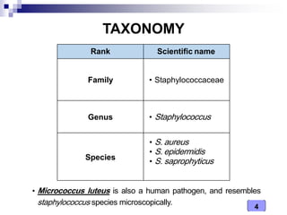 L13 medical microbiology laboratory (staphylococcus spp.) | PDF