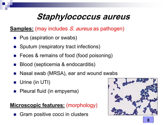 L13 medical microbiology laboratory (staphylococcus spp.) | PDF | Ear ...