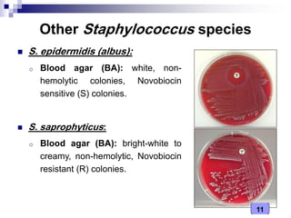 Staphylococcus Saprophyticus Colony Morphology