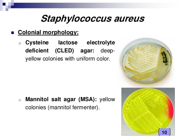 L13 medical microbiology laboratory (staphylococcus spp.)