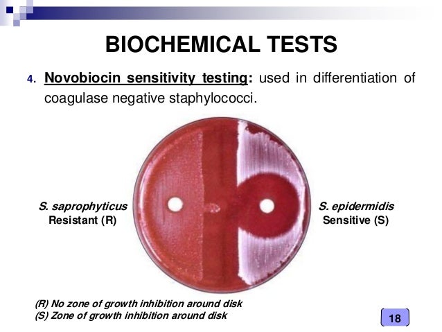 L13 medical microbiology laboratory (staphylococcus spp.)