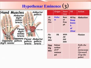 L13-Wrist & Hand.ppt