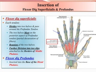L13-Wrist & Hand.ppt