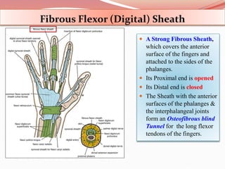 L13-Wrist & Hand.ppt