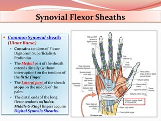 L13-Wrist & Hand.ppt