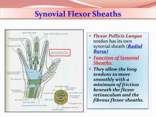 L13-Wrist & Hand.ppt