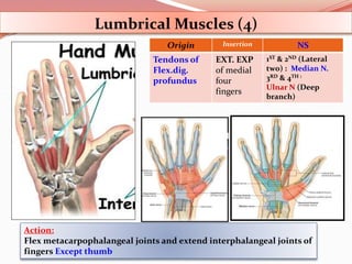L13-Wrist & Hand.ppt