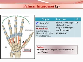 L13-Wrist & Hand.ppt