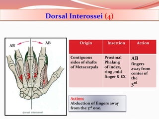 L13-Wrist & Hand.ppt
