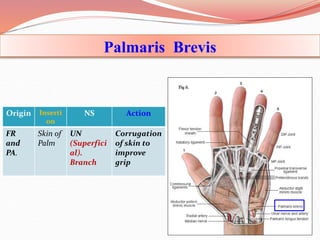 L13-Wrist & Hand.ppt