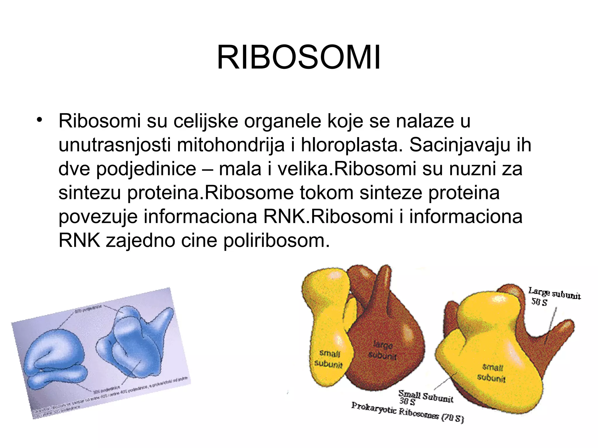 L136 - Biologija - Ćelijske organele - Jelena Stojanović - Barbara ...